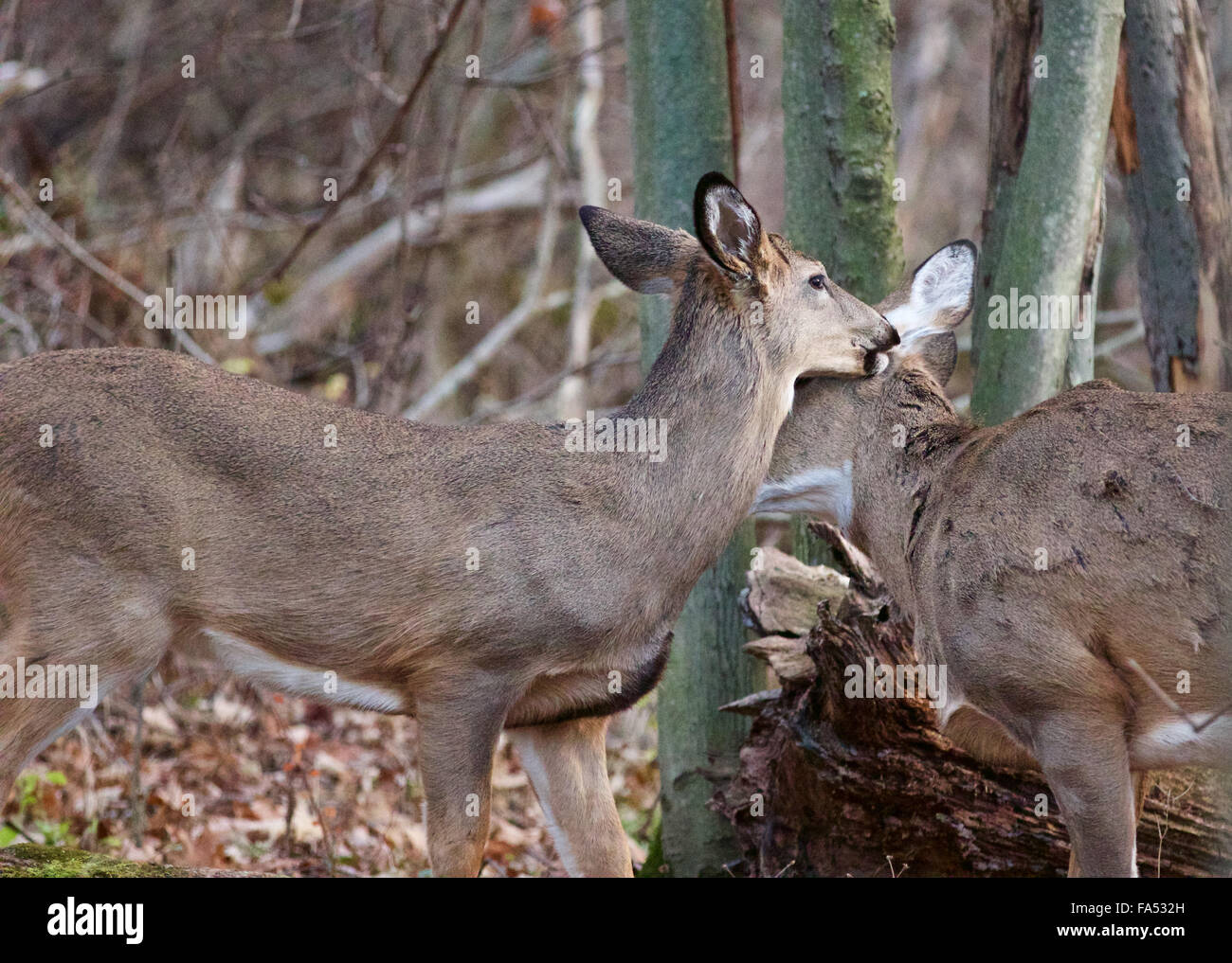 Murmuring trees hi-res stock photography and images - Alamy