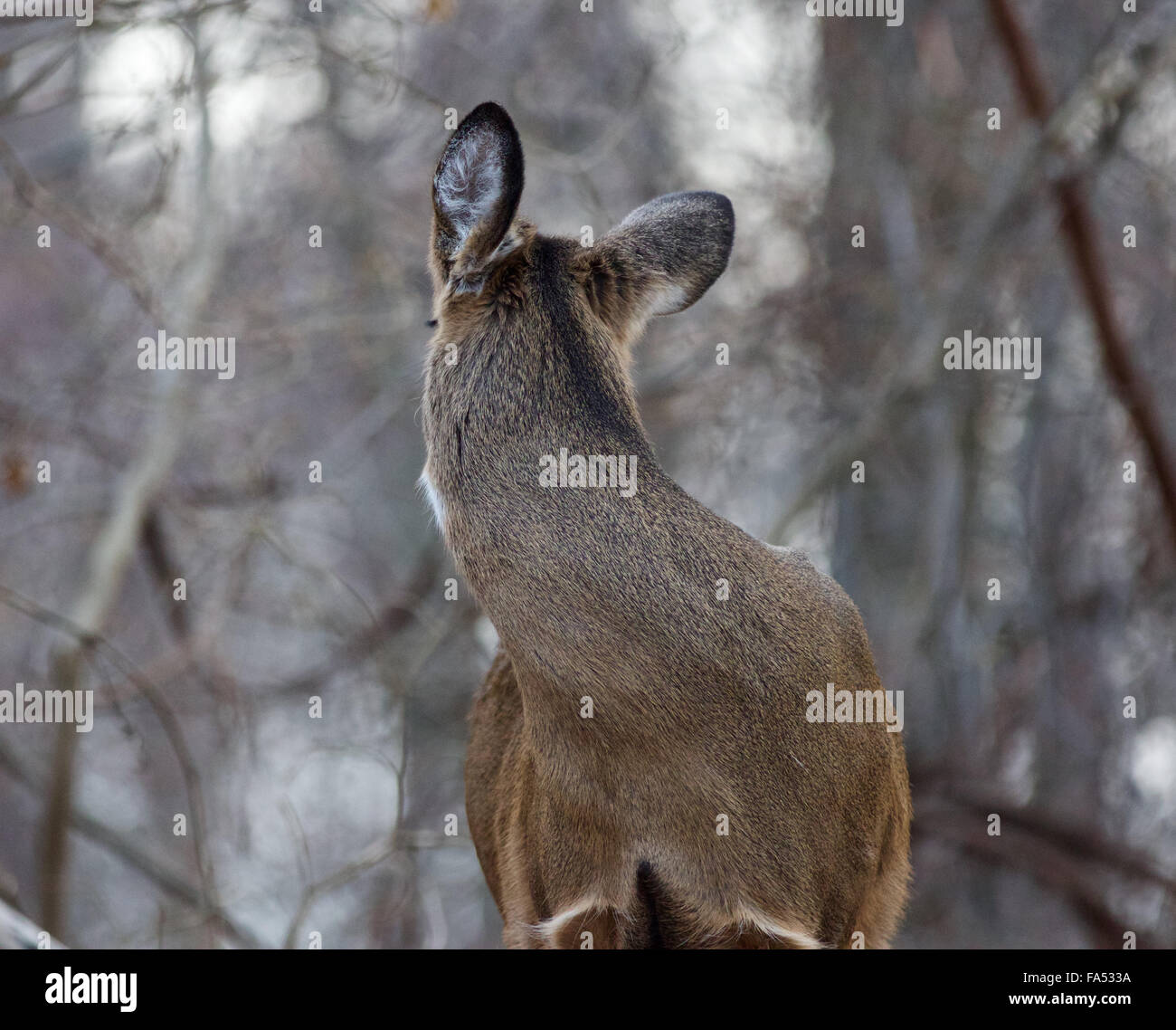 Deer looking back hi-res stock photography and images - Alamy