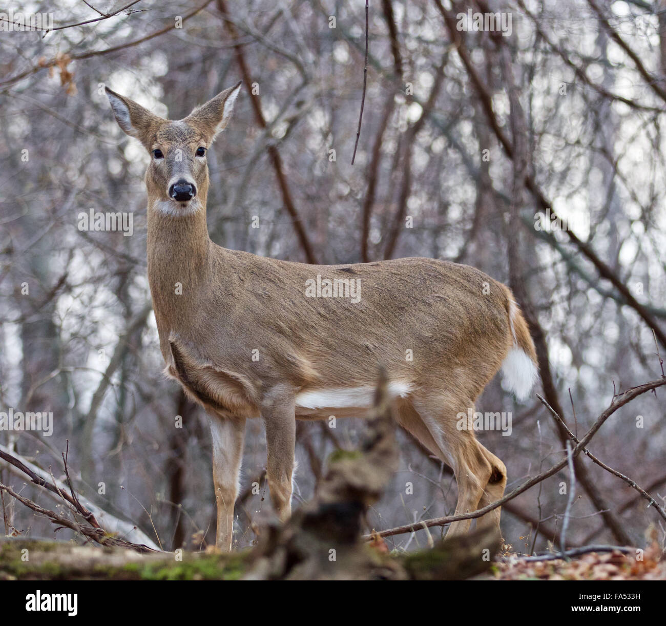 Beautiful background with a wild deer going through the forest Stock ...