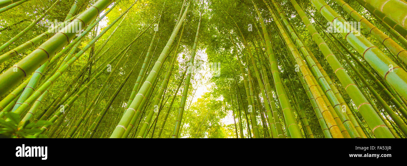 A panoramic picture of the bamboo forest in Kamakura, Japan Stock Photo ...