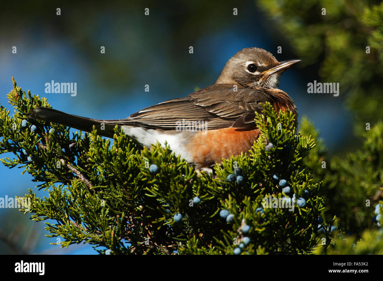 American robin in eastern red cedar Stock Photo - Alamy