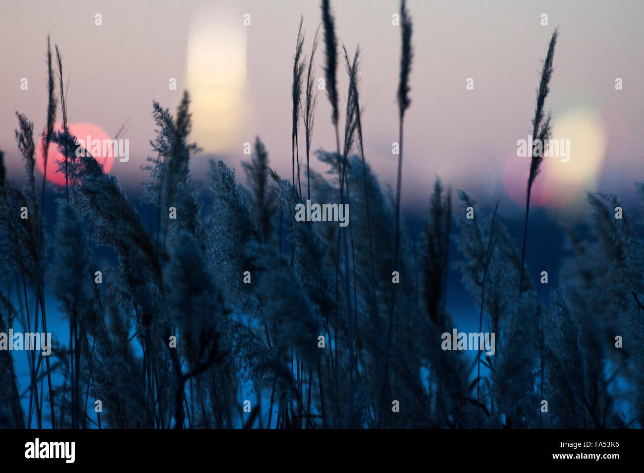 Marsh reeds hi-res stock photography and images - Alamy