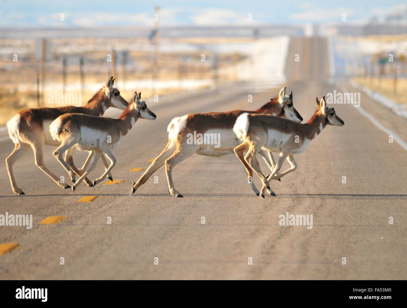 Pronghorn antelope crossing road hi-res stock photography and images ...