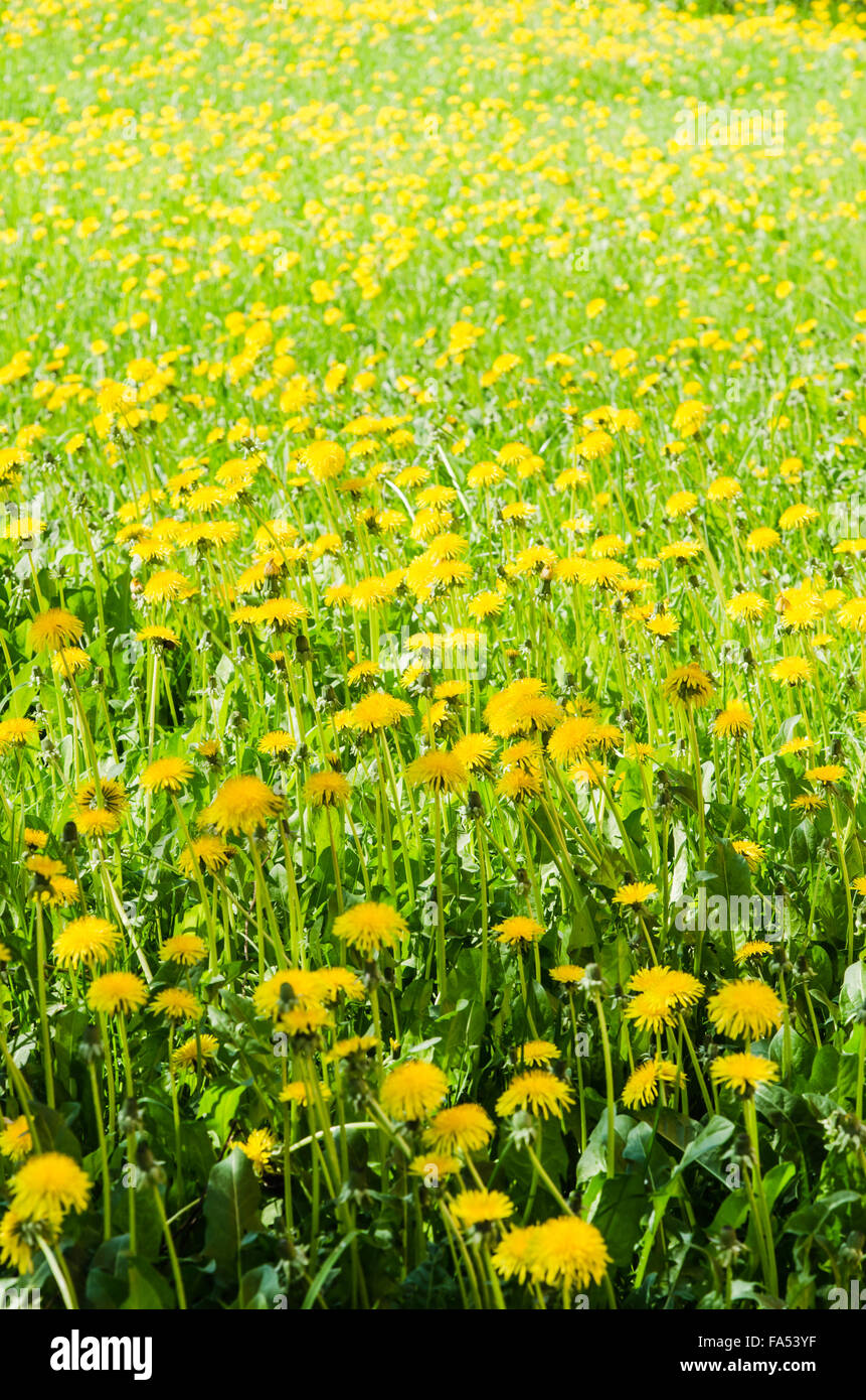 A field of yellow dandelion Stock Photo - Alamy