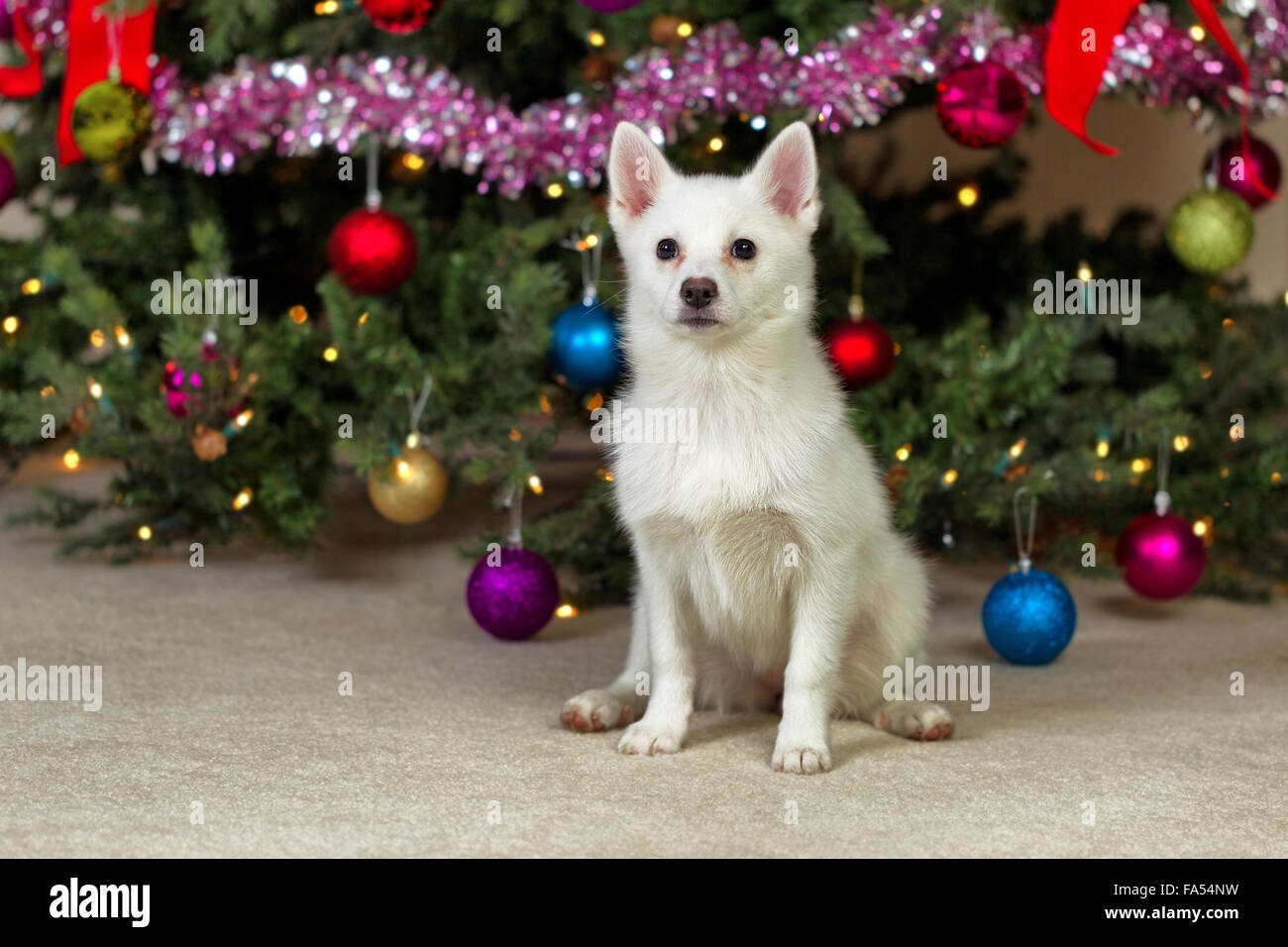 Happy white puppy dog, looking forward, with decorated tree in ...