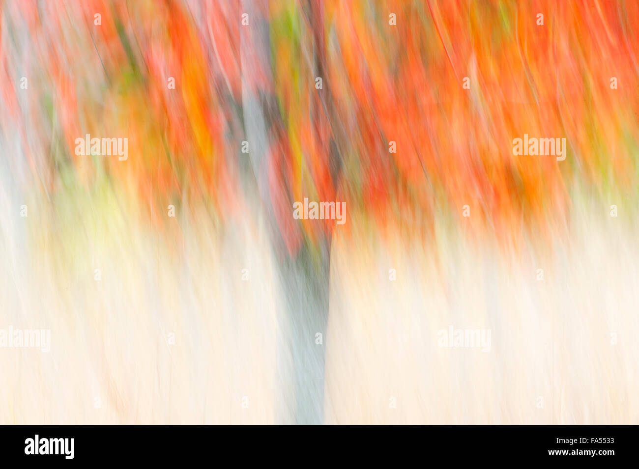 Red maple tree hi-res stock photography and images - Alamy