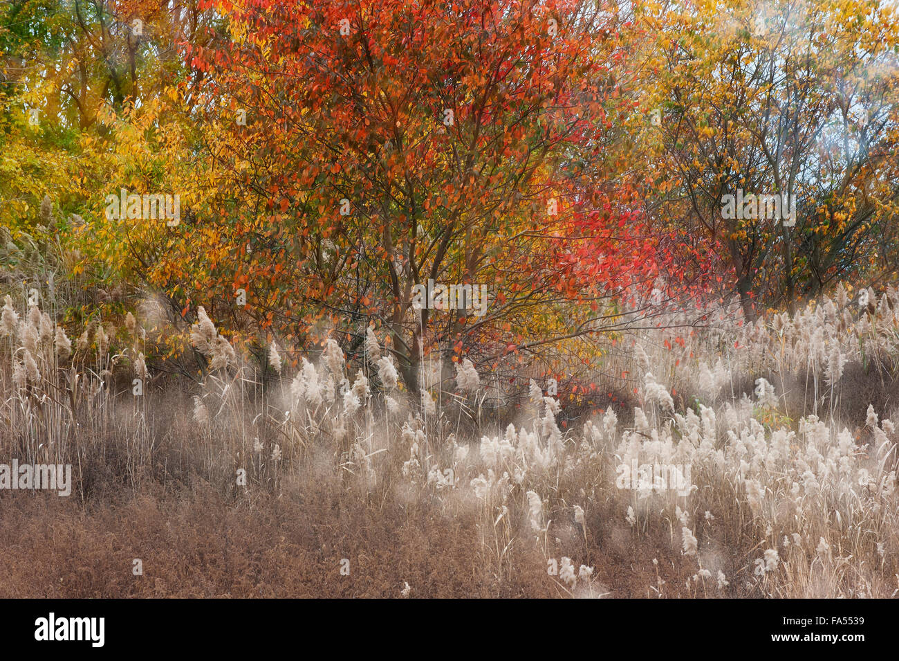 Fall salt marsh scenic hi-res stock photography and images - Alamy