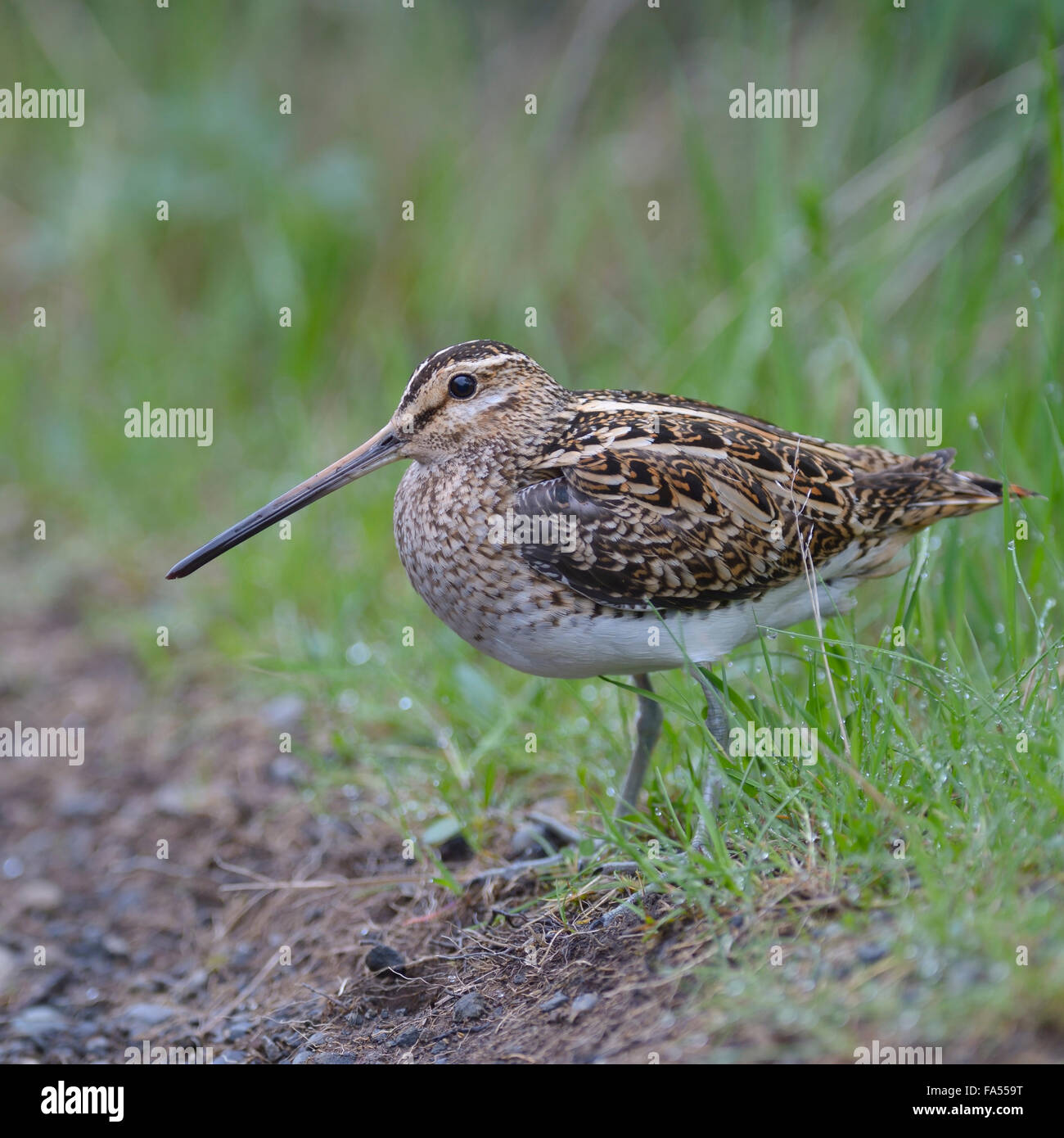 Common snipe (Gallinago gallinago), male standing in the grass ...