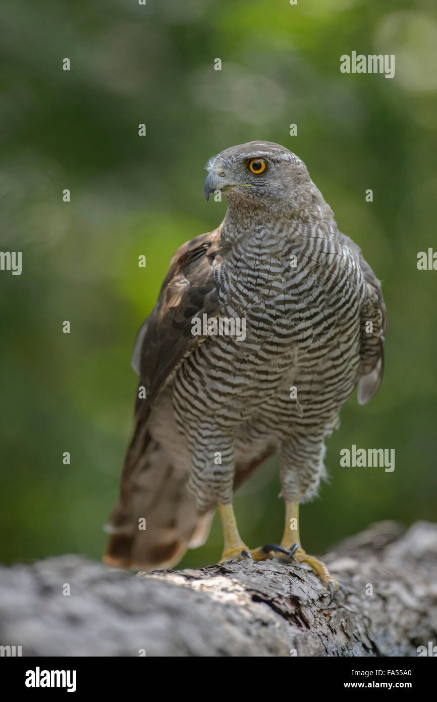Female Goshawk In Trees