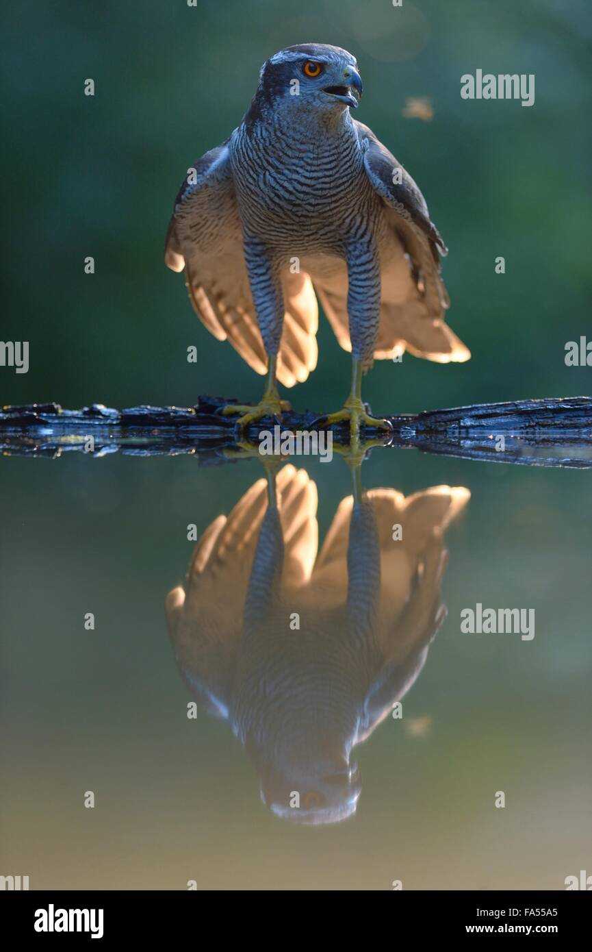 Male goshawk hi-res stock photography and images - Alamy
