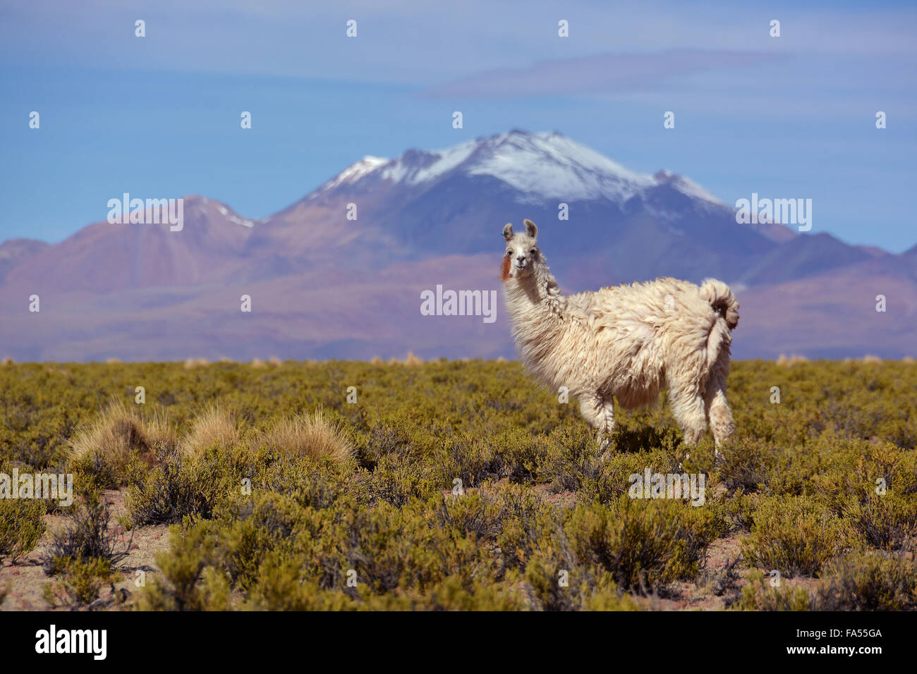 Llama andes hi-res stock photography and images - Alamy