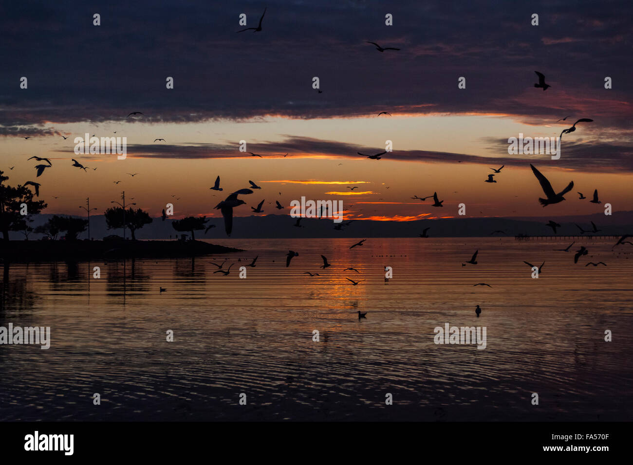 Glowing birds hi-res stock photography and images - Alamy