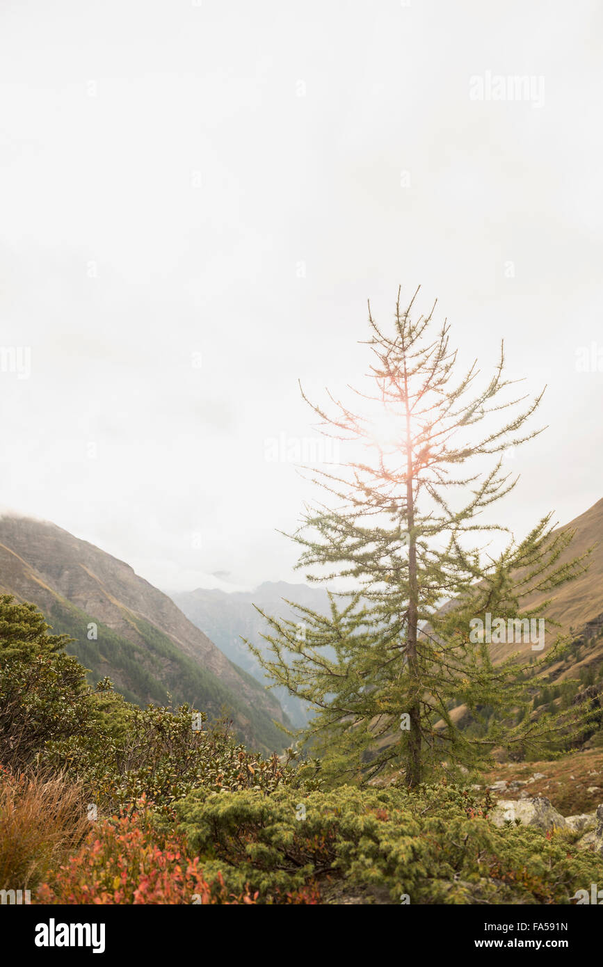 Larch tree on mountain, Austrian Alps, Zirmsee, Carinthia, Austria ...