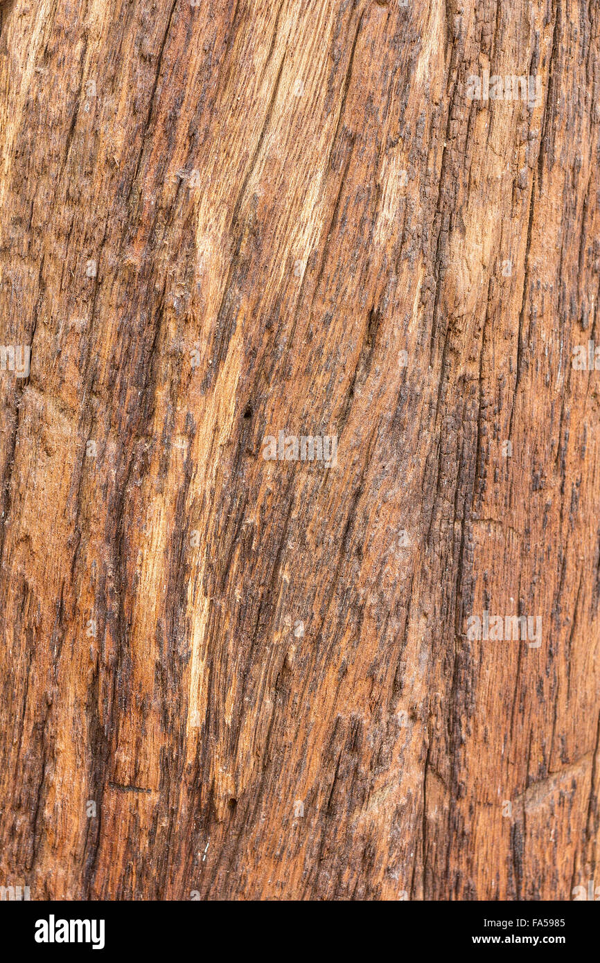 Detail of rough texture mango tree Stock Photo - Alamy