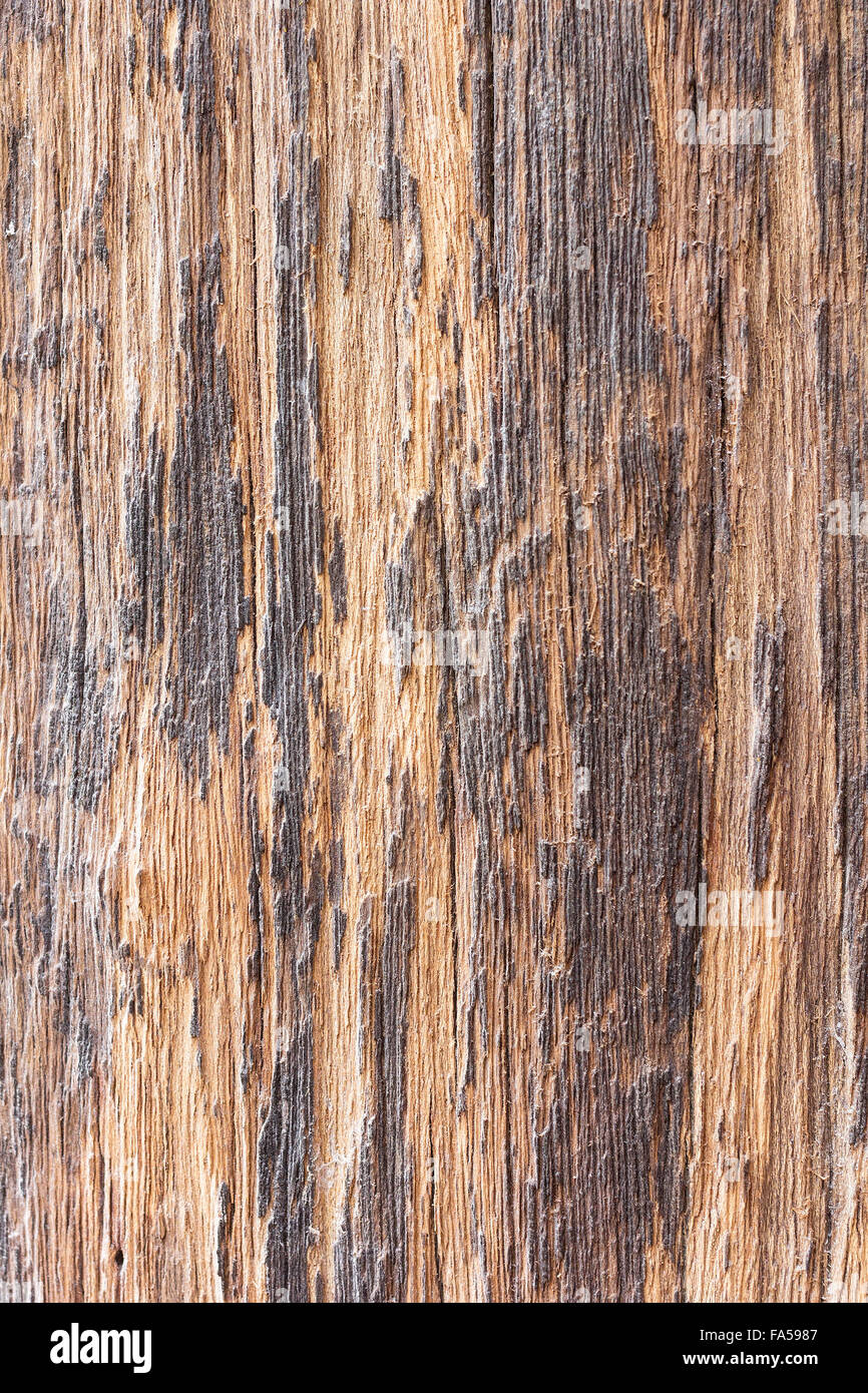 Detail of rough texture mango tree Stock Photo - Alamy