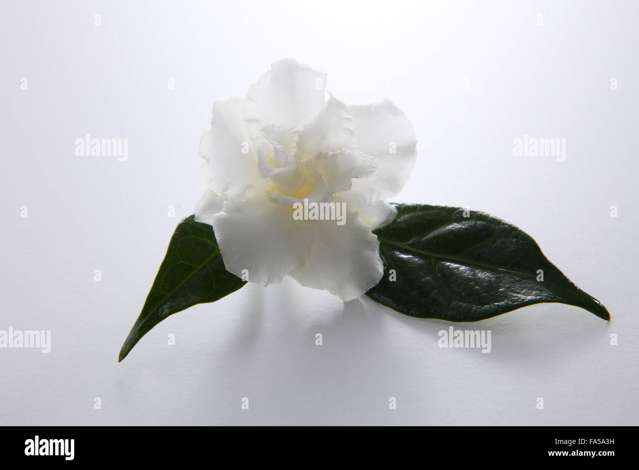 Single jasmine flower hi-res stock photography and images - Alamy