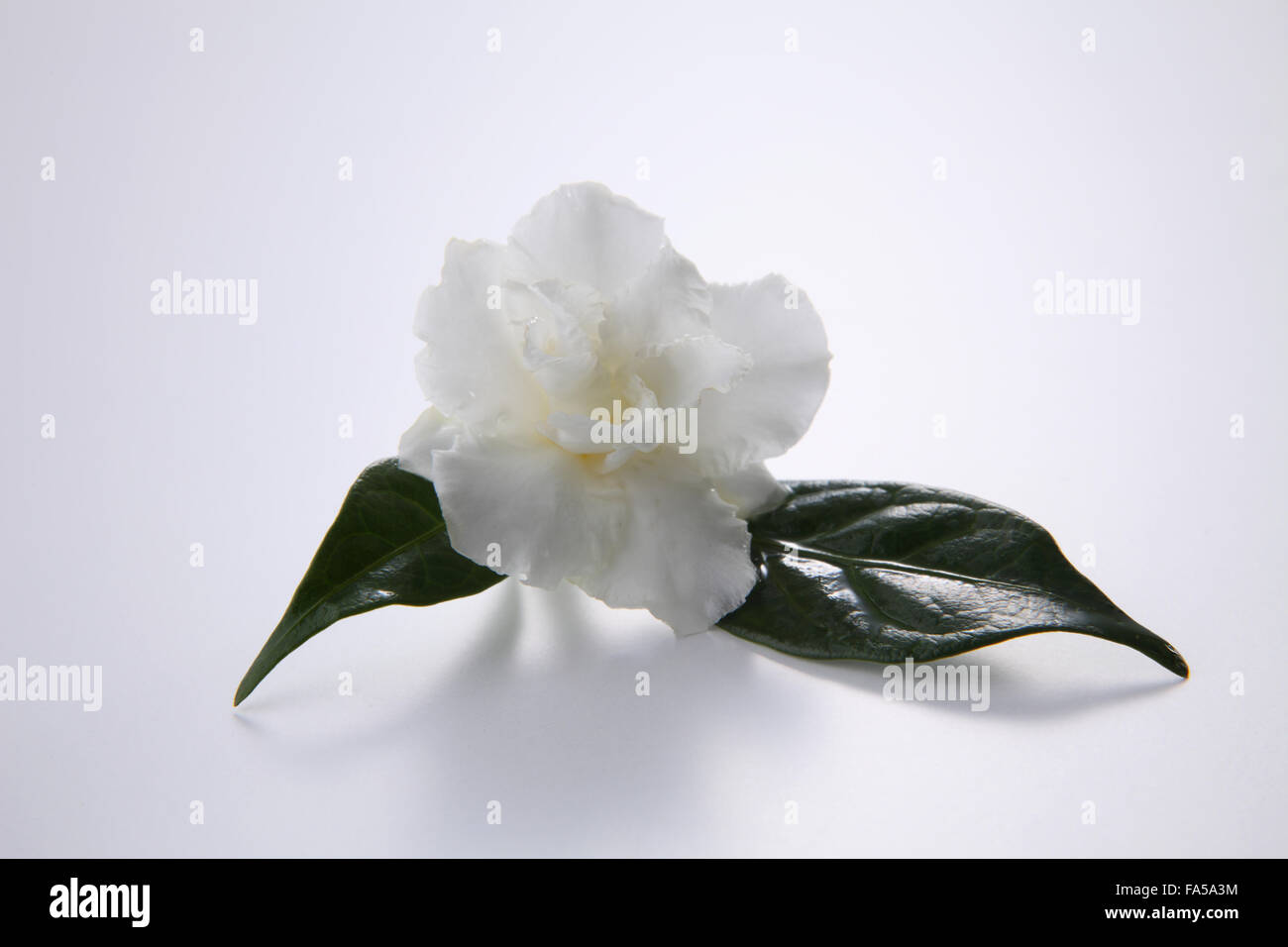 single jasmine flower with the leaf Stock Photo - Alamy