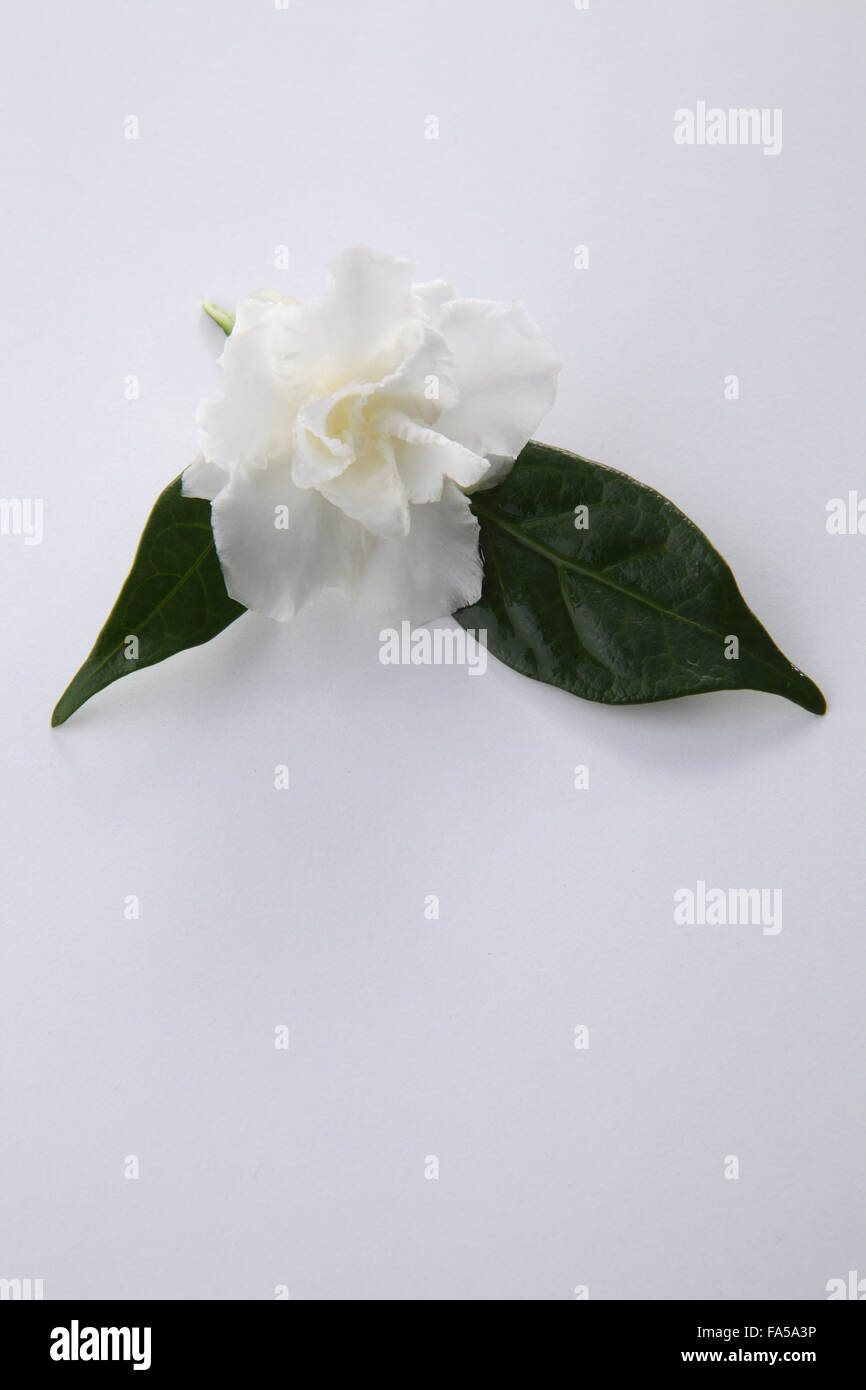 single jasmine flower with the leaf Stock Photo - Alamy