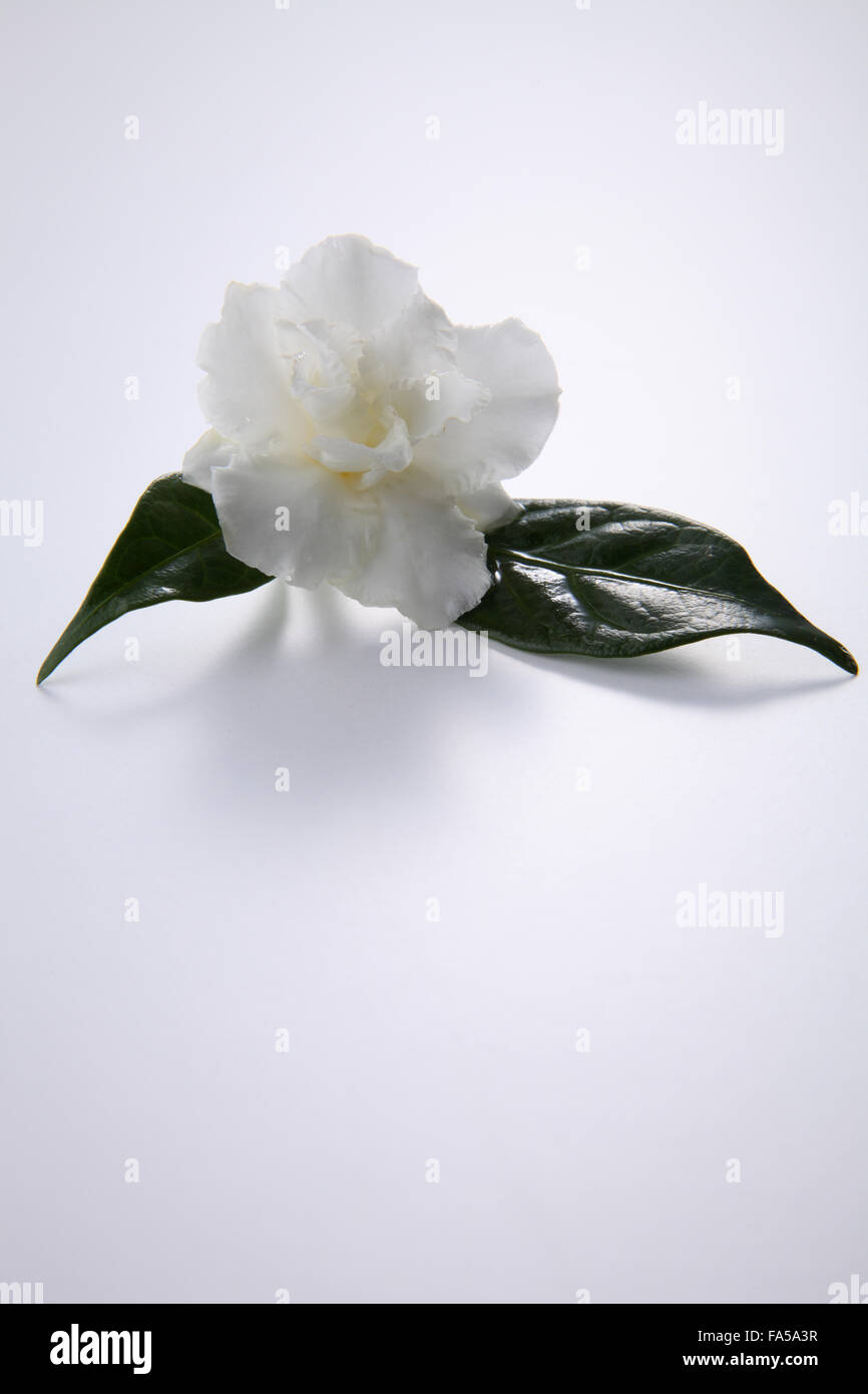 single jasmine flower with the leaf Stock Photo - Alamy