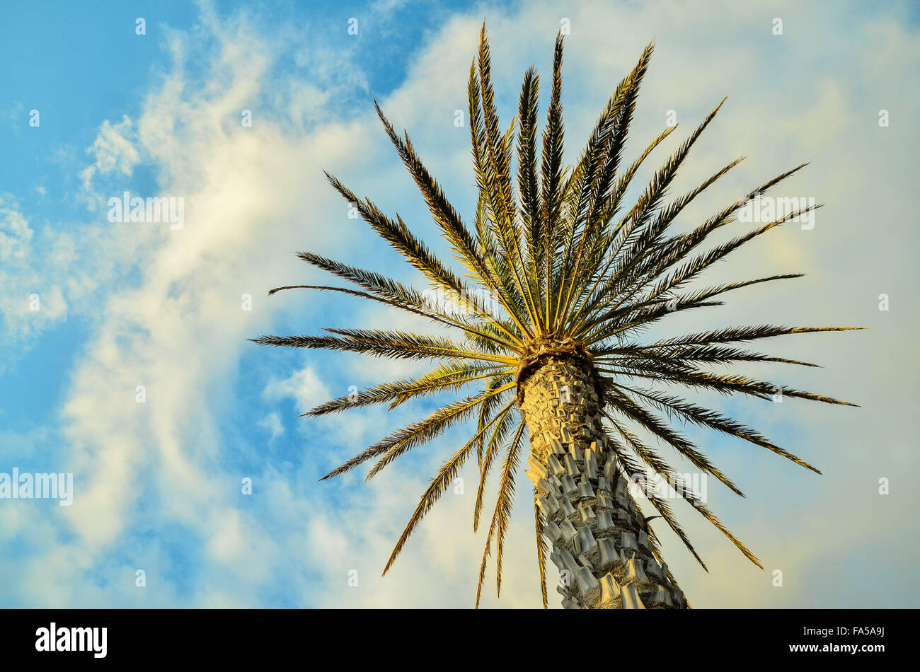Green Palm Canarian Tree Stock Photo - Alamy