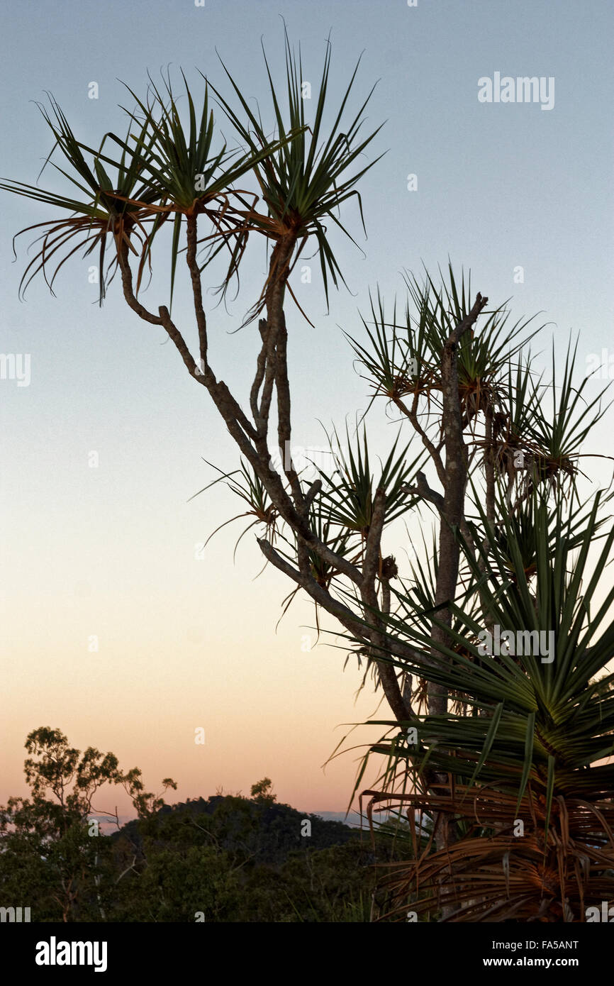 Golden hour pandanus trees in the sunset Stock Photo - Alamy