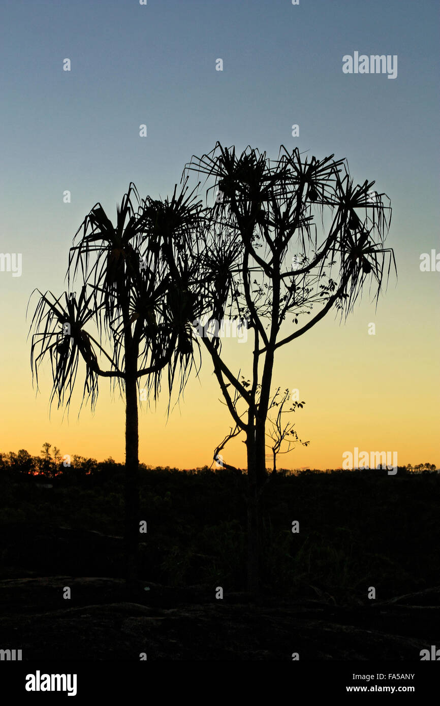 two pandanus trees in the sunset Stock Photo - Alamy