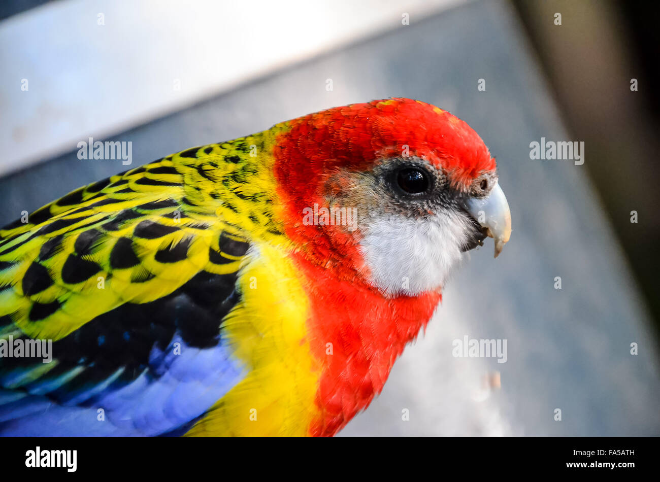 Parrot Tropical Bird Stock Photo - Alamy