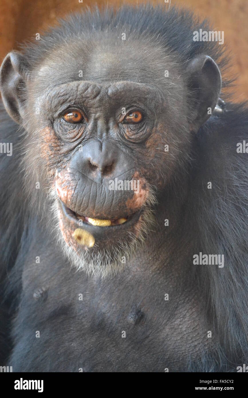 HANDOUT - An undated handout picture shows chimpanzee lady Lolita in ...