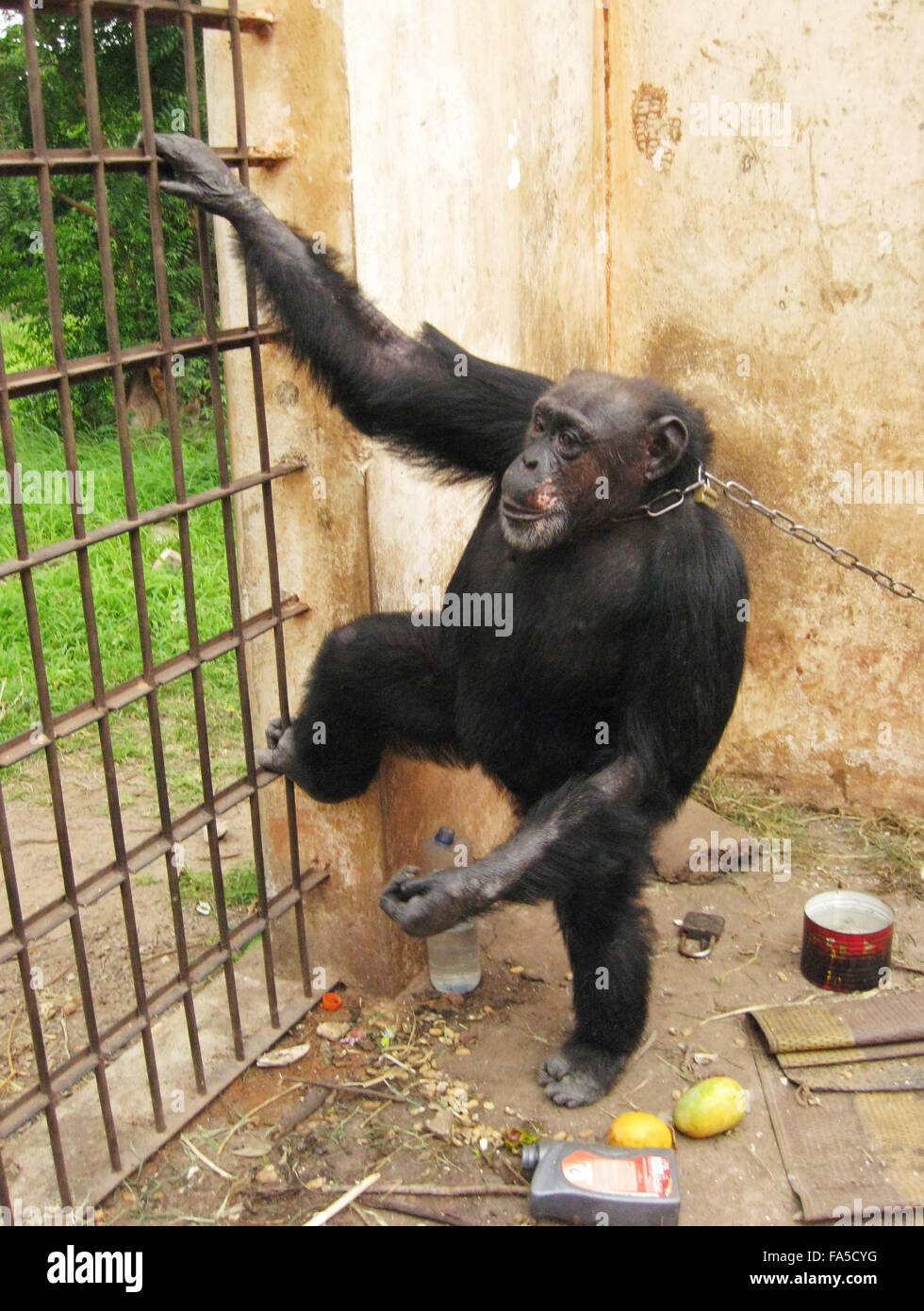 HANDOUT - An undated handout picture shows chimpanzee lady Lolita in ...