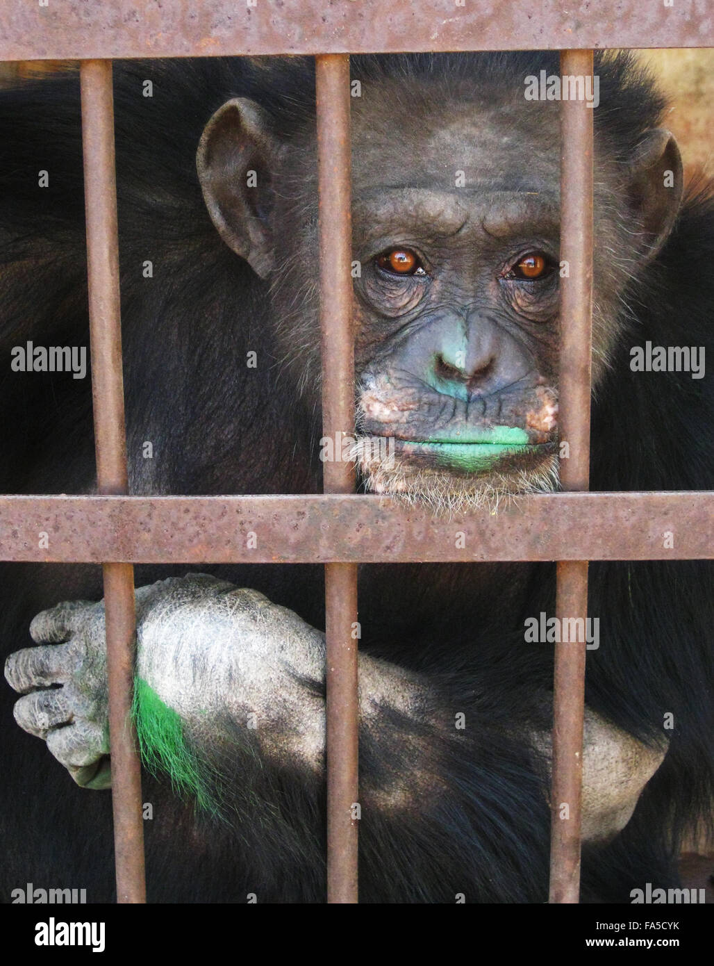 HANDOUT - An undated handout picture shows chimpanzee lady Lolita ...