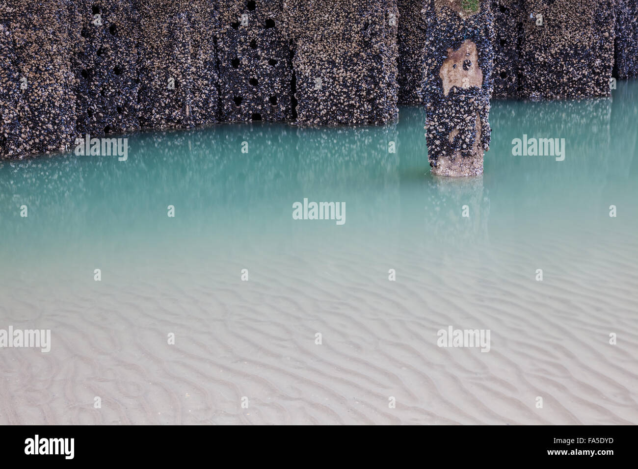 Shellfish sea water hi-res stock photography and images - Alamy