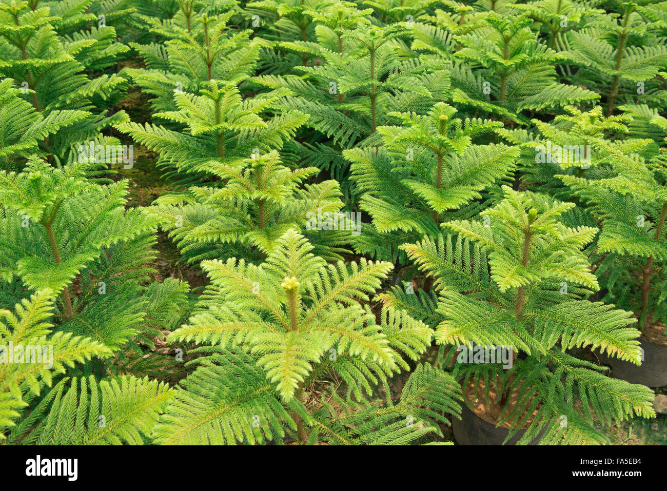 Araucaria pine tree Stock Photo - Alamy