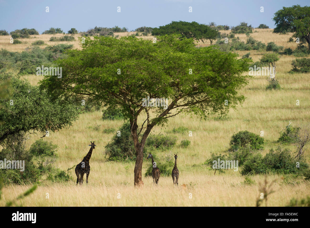 Rothschild's giraffe (Giraffa camelopardus rothschildi), Murchison ...