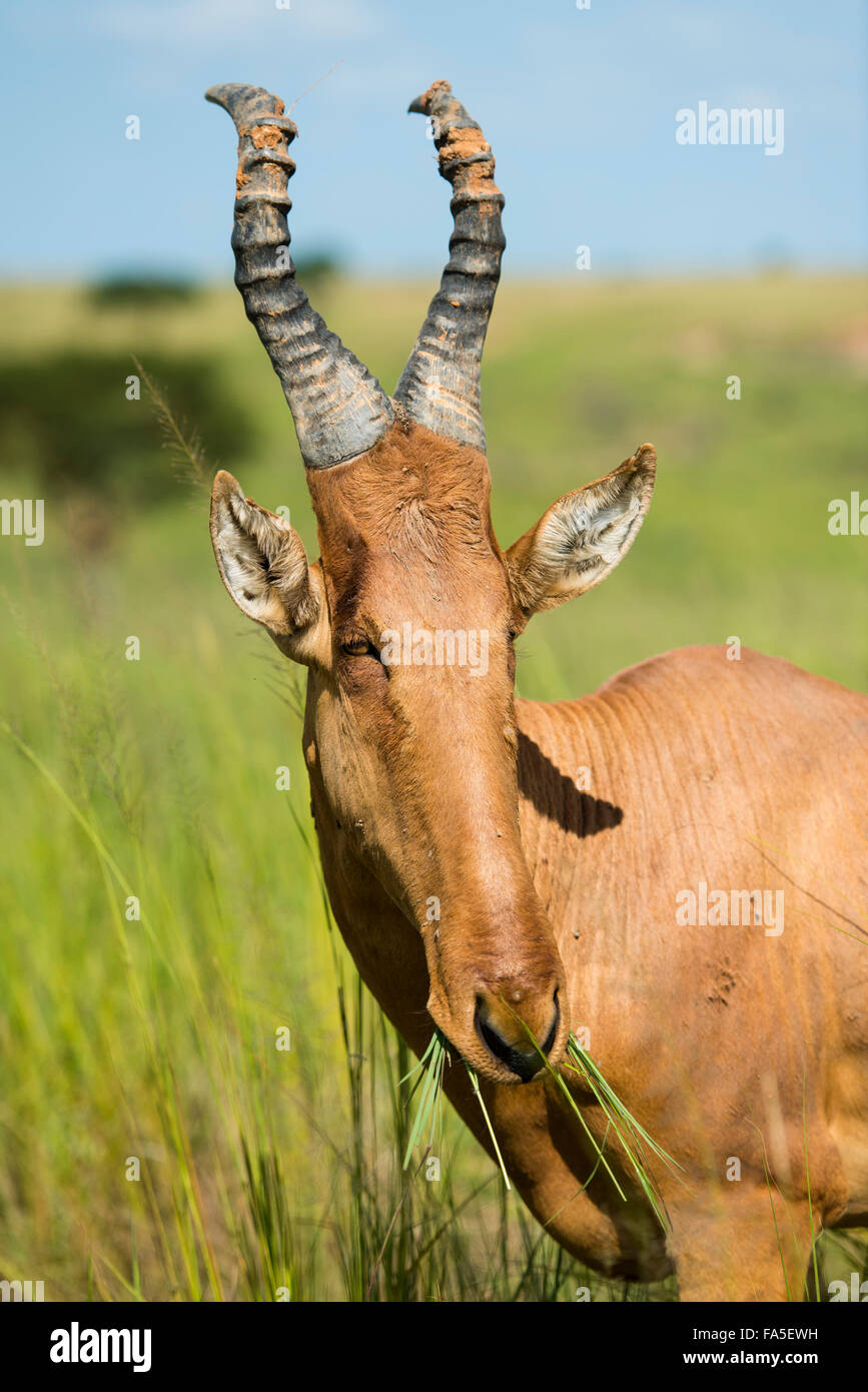 Jackson's Hartebeest (Alcelaphus buselaphus jacksoni), Murchison Falls ...