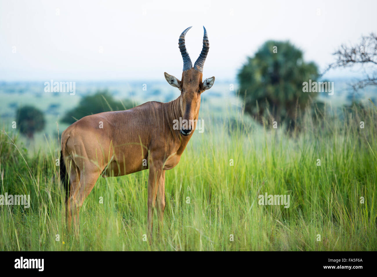 Jackson's Hartebeest (Alcelaphus buselaphus jacksoni), Murchison Falls ...