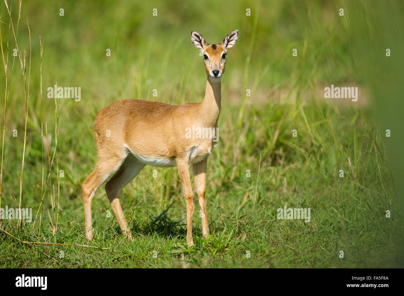 Oribi (Ourebia ourebi), Murchison Falls National Park, Uganda Stock ...