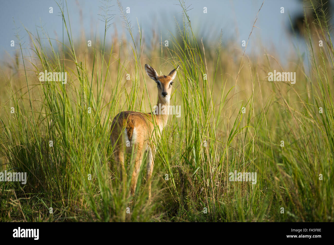 Oribi (Ourebia ourebi), Murchison Falls National Park, Uganda Stock ...