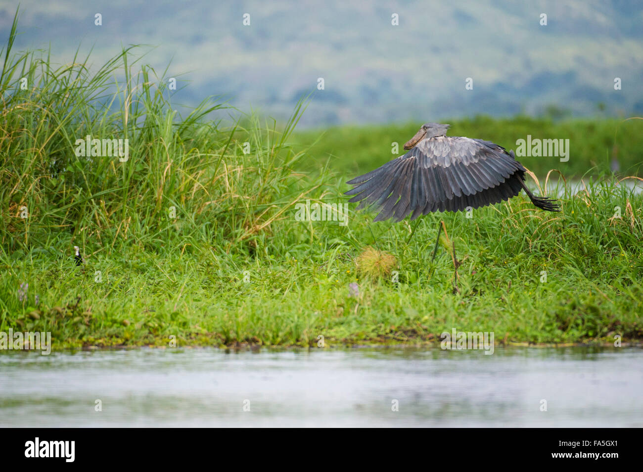 Shoebill in flight (Balaeniceps), Murchison Falls National Park, Uganda ...