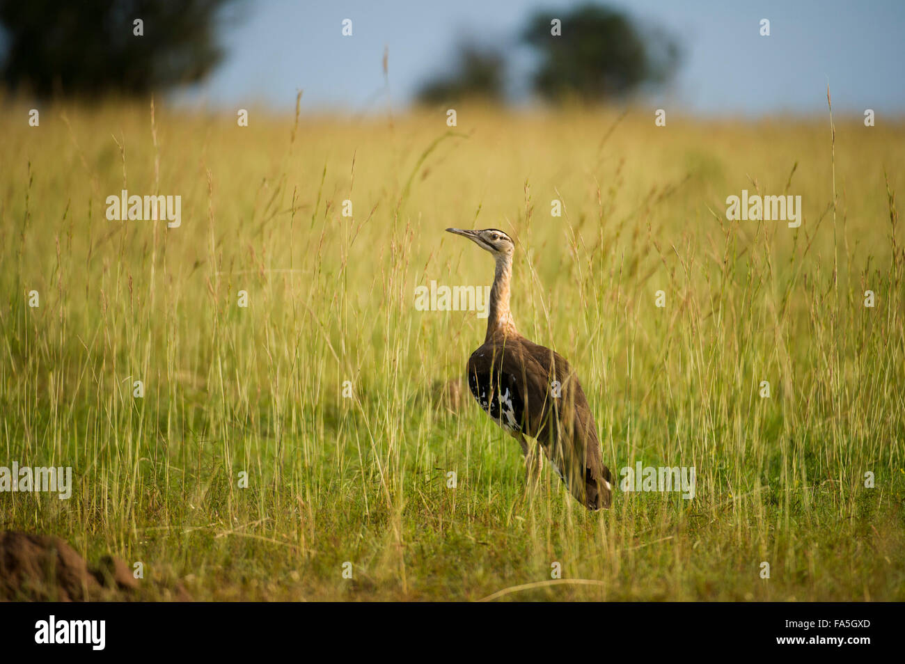 Denham's bustard (Neotis denhami), Murchison Falls National Park ...
