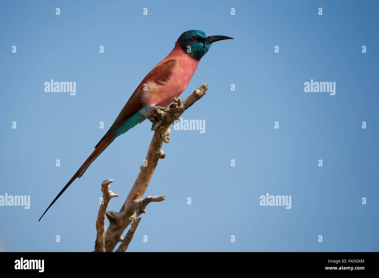 Northern carmine bee-eater (Merops nubicus), Murchison Falls National ...