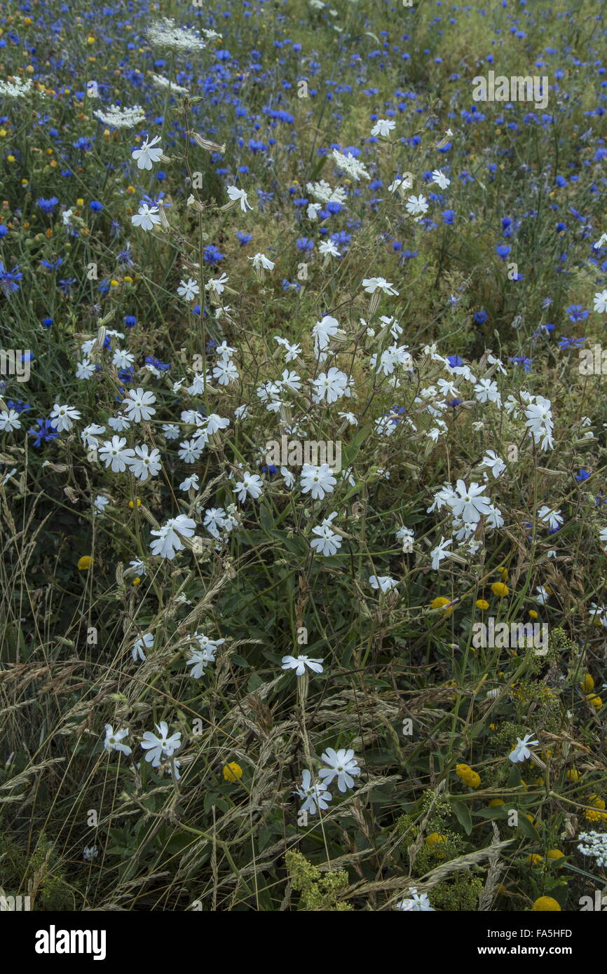 Arable fields with White Campion and cornflowers in Monti Sibillini ...