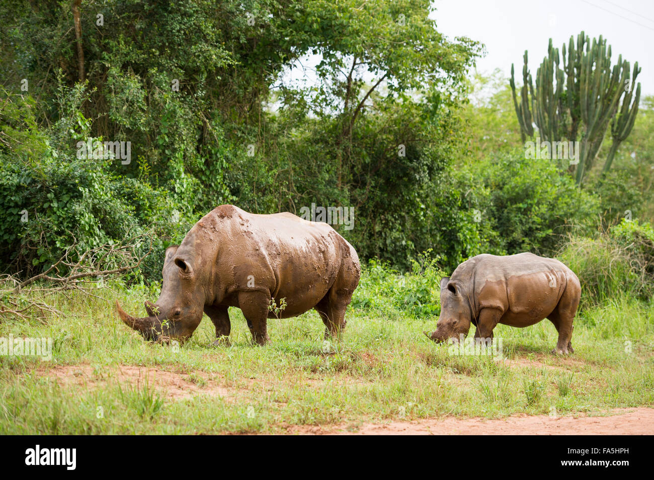 White rhinoceros with young (Ceratotherium simum), Ziwa Rhino Sanctuary ...