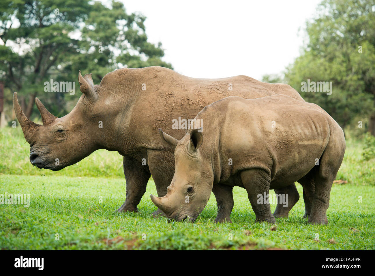Young rhino hi-res stock photography and images - Alamy