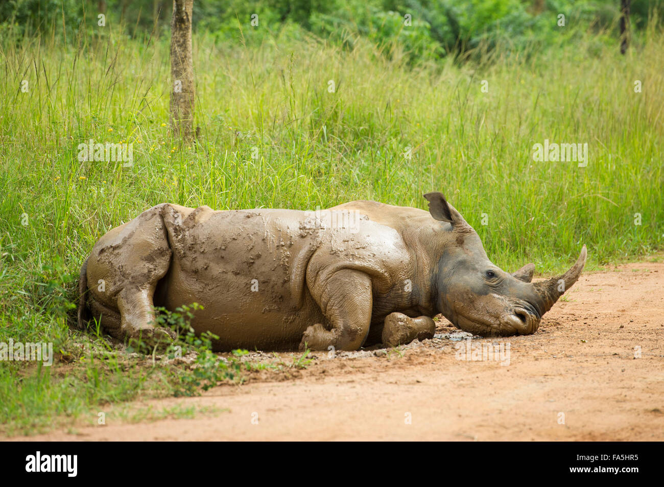 White rhinoceros taking a mud bath (Ceratotherium simum), Ziwa Rhino ...