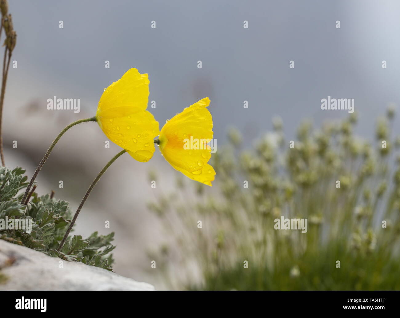 Rhaetian Poppy, Papaver alpinum (Papaver aurantiacum) in flower in the ...