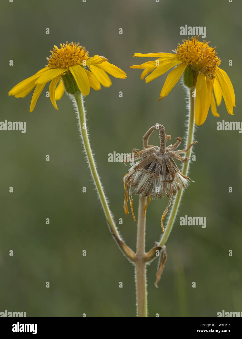 Mountain arnica, Arnica montana in flower; medicinal mountain plant ...