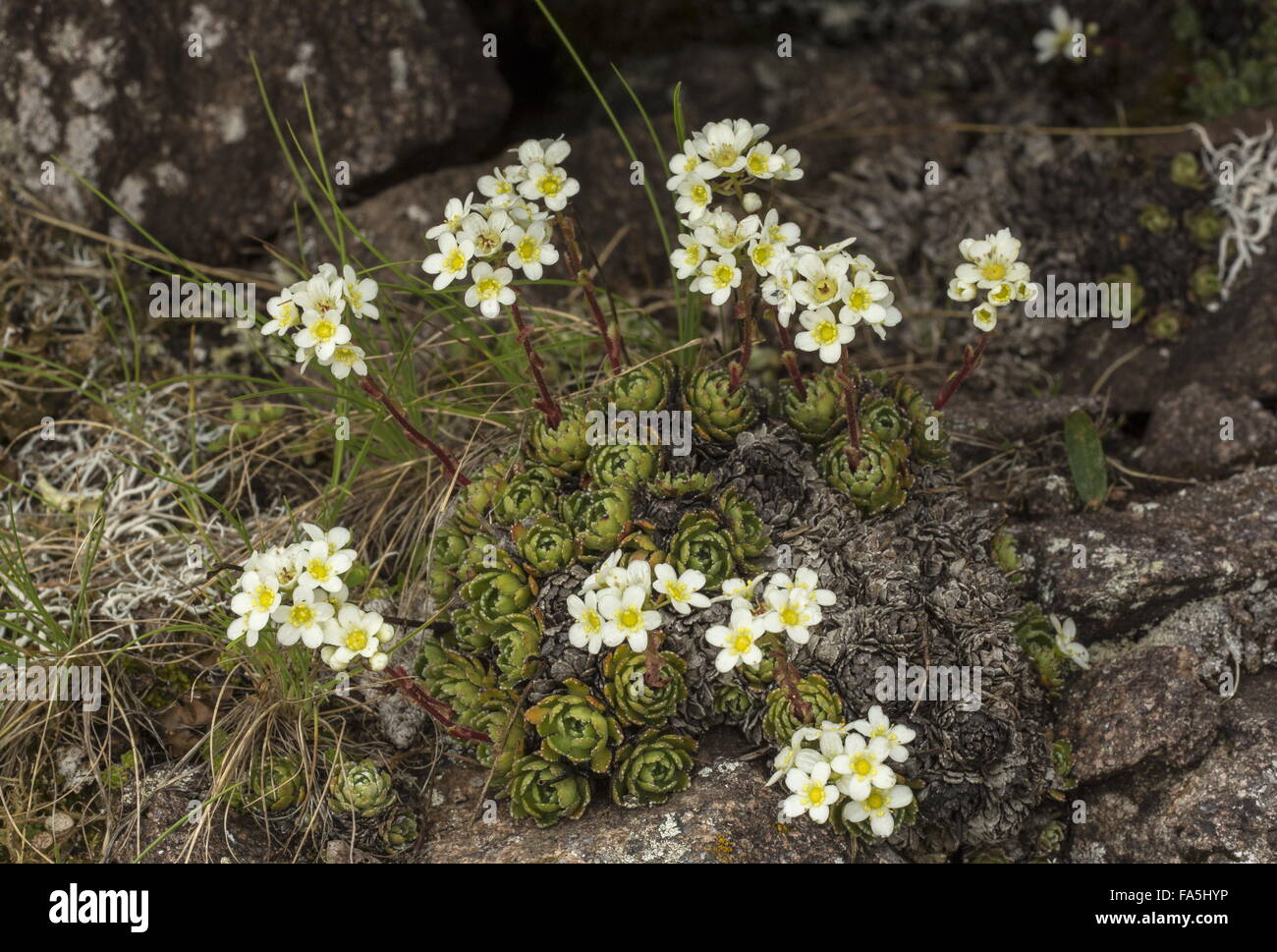 Saxifrage saxifraga paniculata hi-res stock photography and images - Alamy