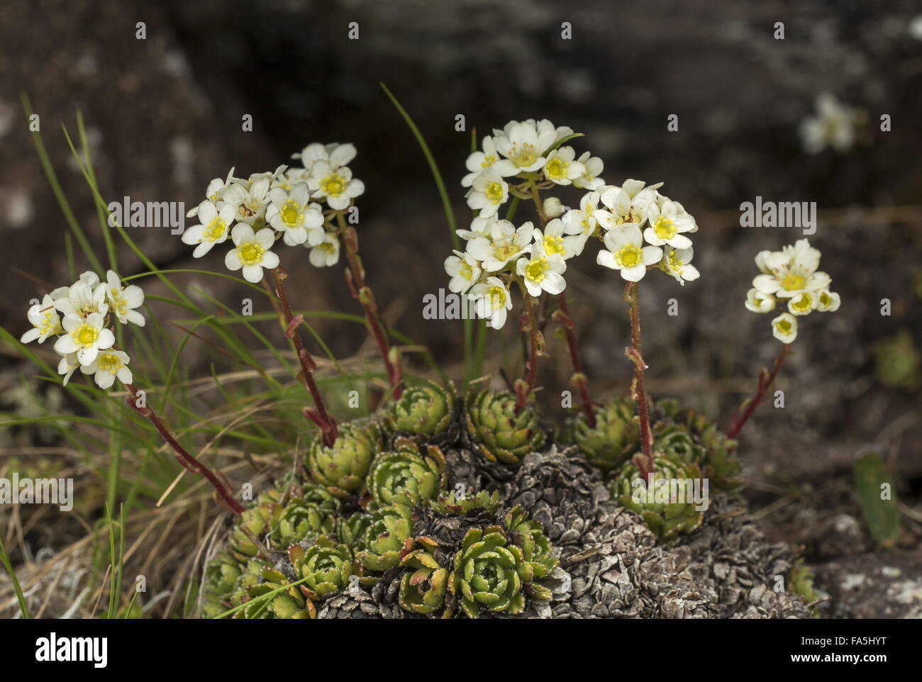 Saxifrage saxifraga paniculata hi-res stock photography and images - Alamy