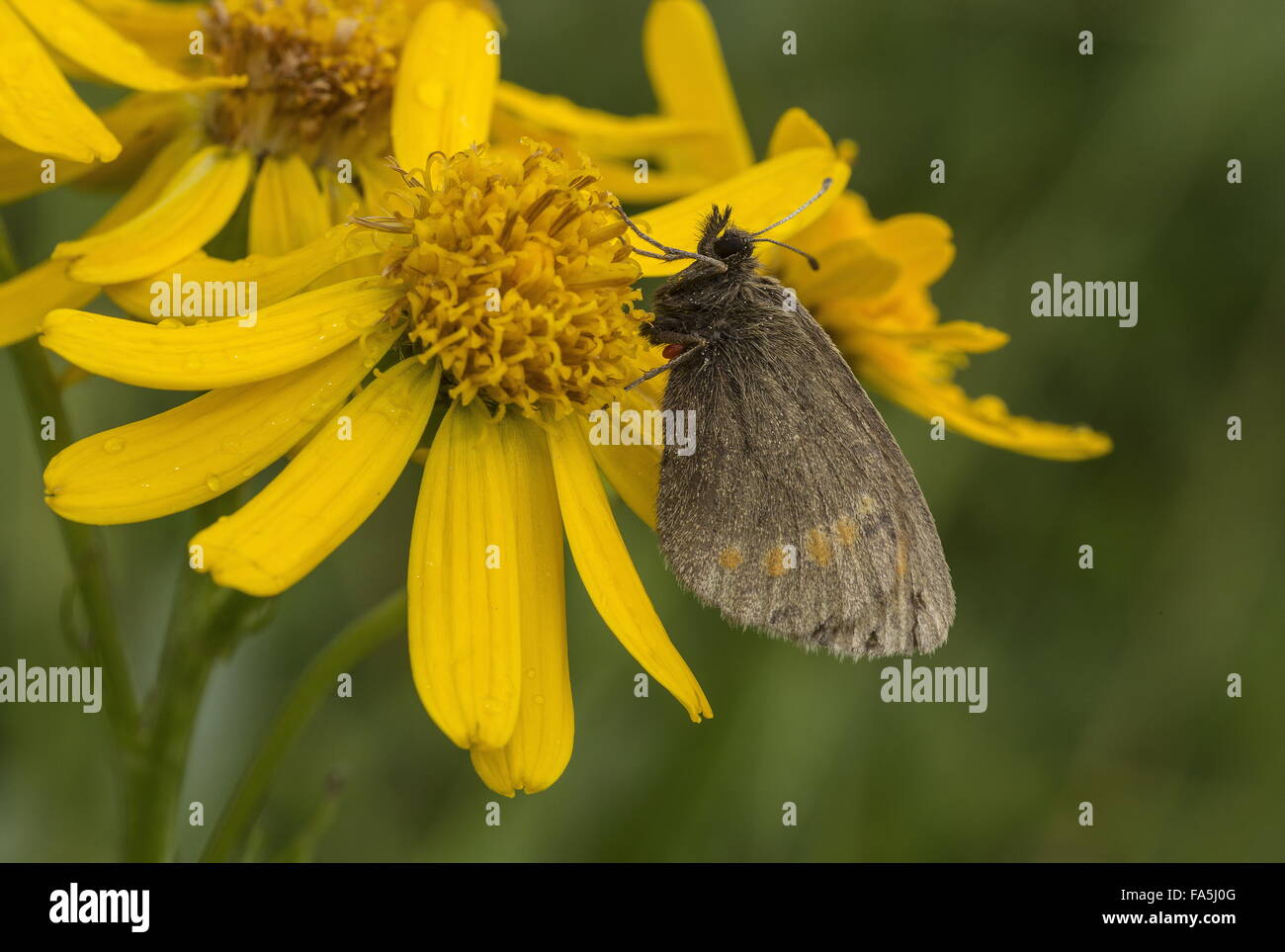 Blind insect hi-res stock photography and images - Alamy