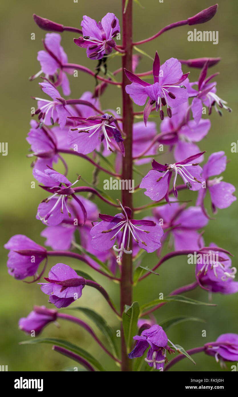 Fireweed or Rosebay Willowherb in flower Stock Photo - Alamy